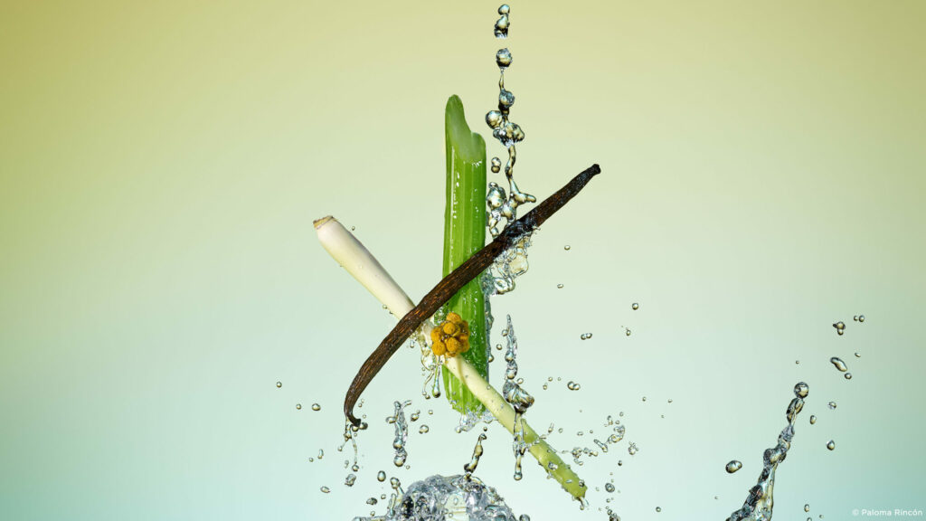 Paloma Rincon - Phase One Corporate