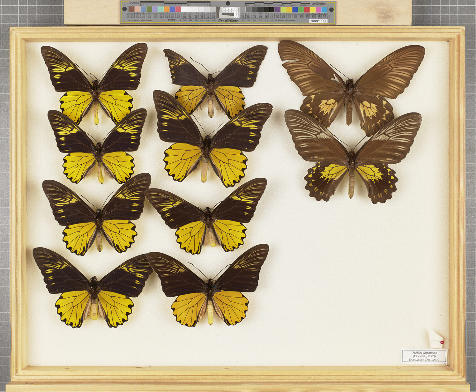 Digitizing the Lepidoptera collection at the Hungarian Natural History ...