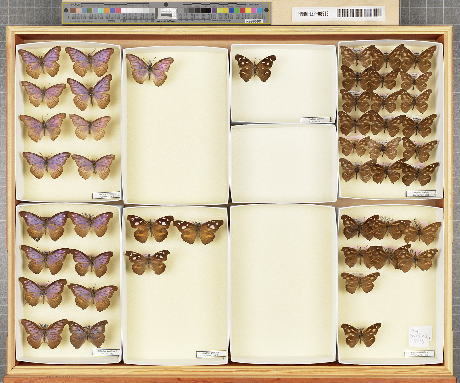 Digitizing the Lepidoptera collection at the Hungarian Natural History ...
