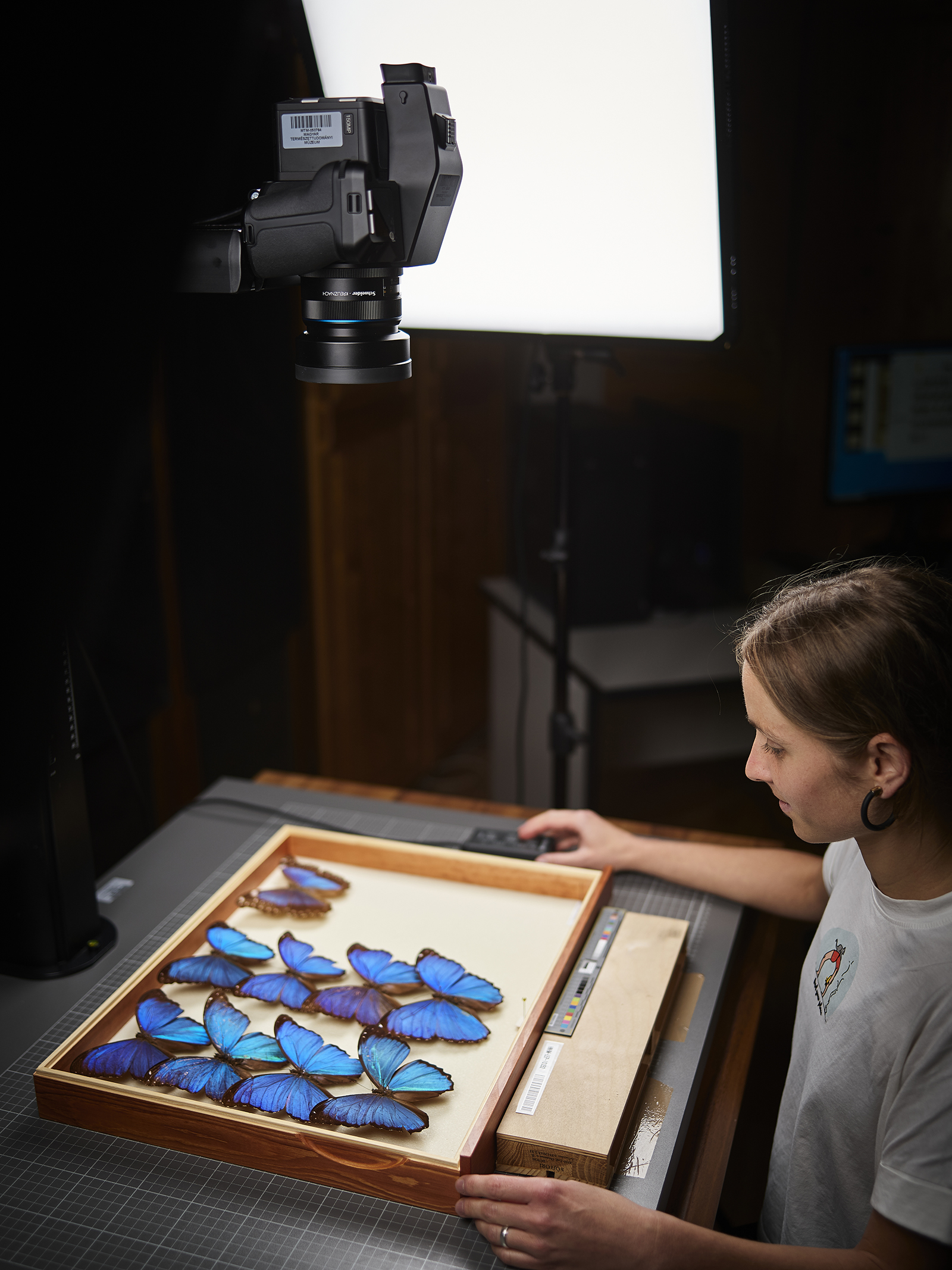 Digitizing the Lepidoptera collection at the Hungarian Natural History ...