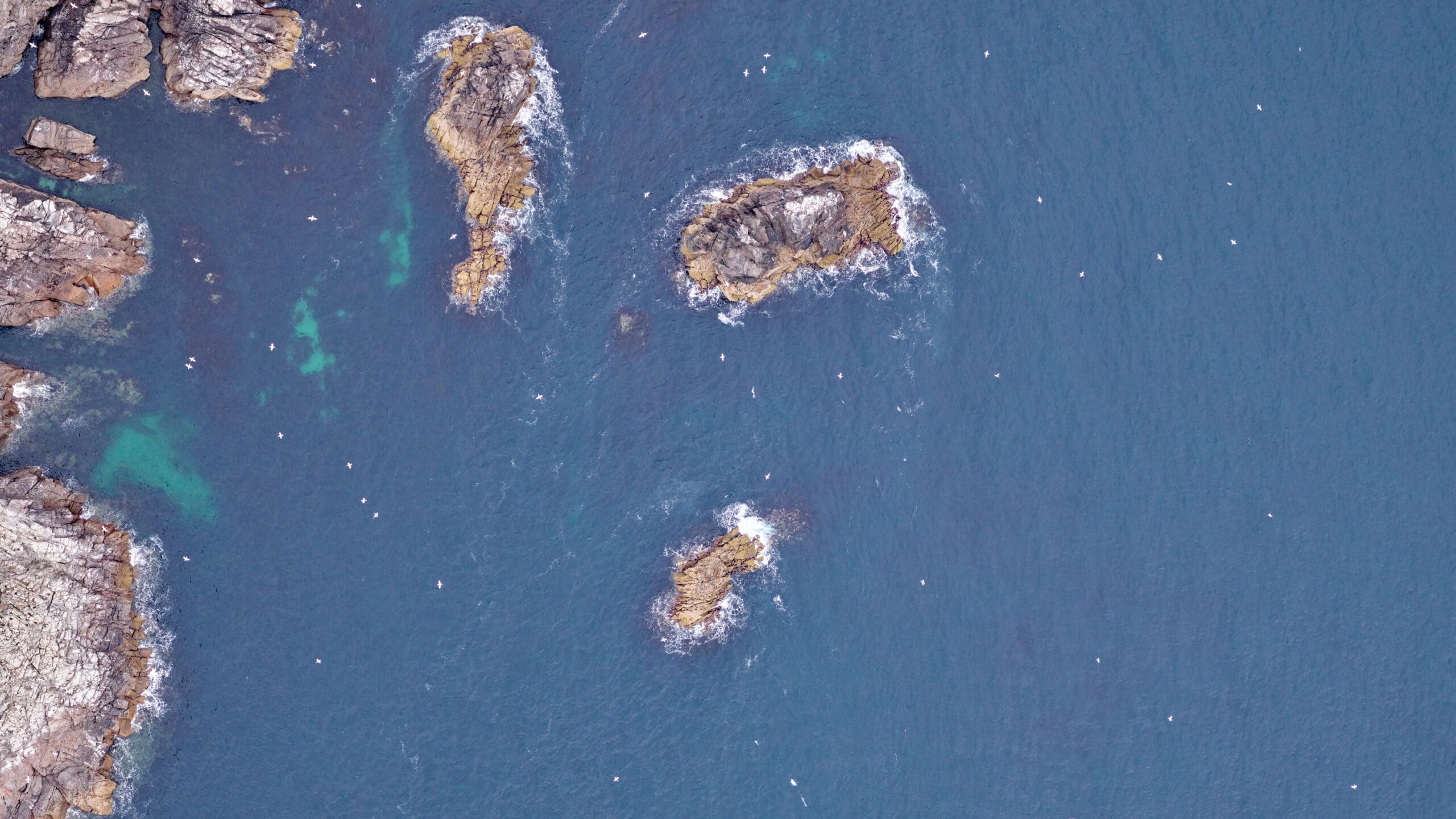 Marine Ecology Surveys with Aerial Cameras for Offshore Wind