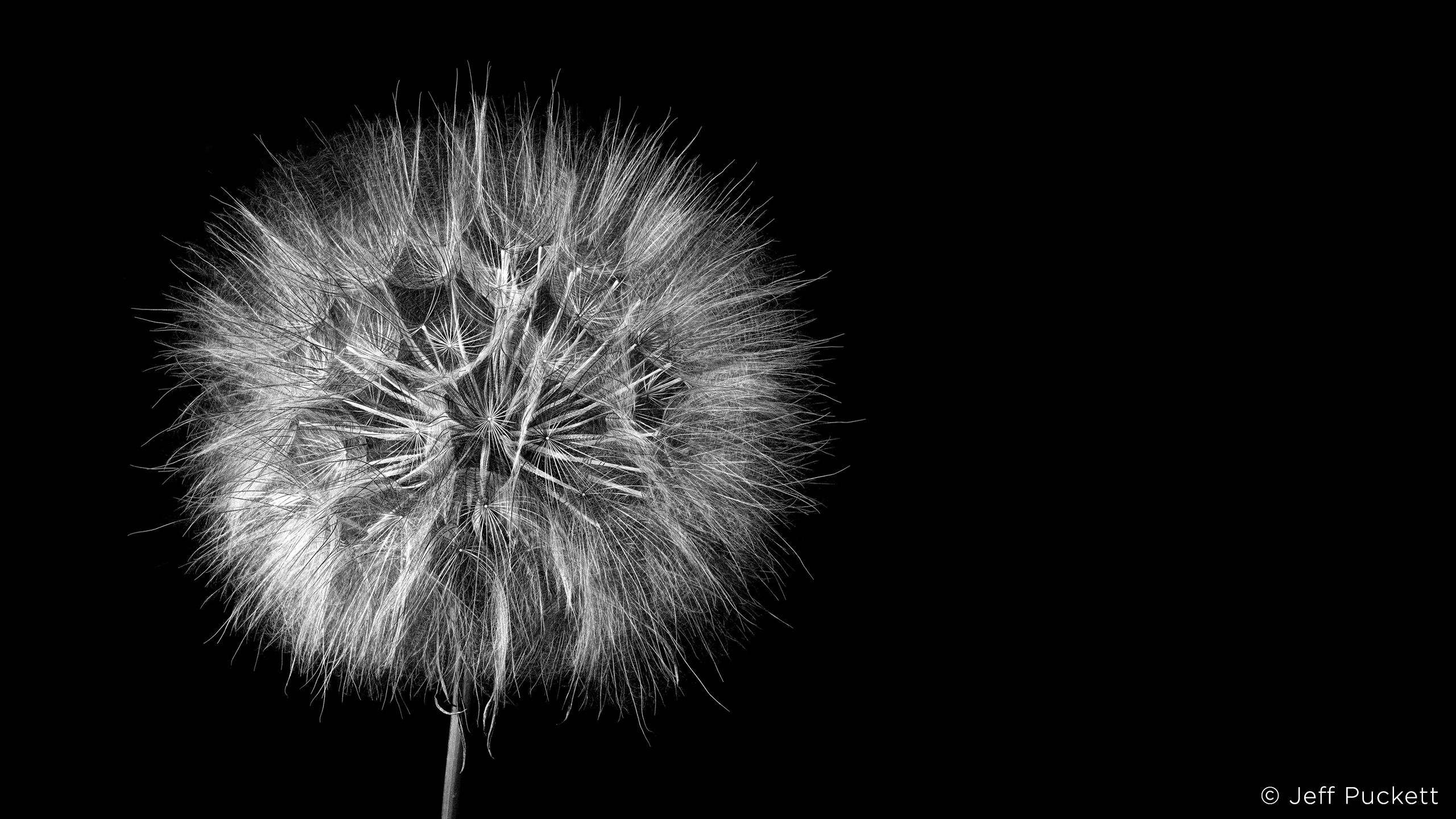 Jeff Puckett – The Art of Photogravure | Phase One Corporate