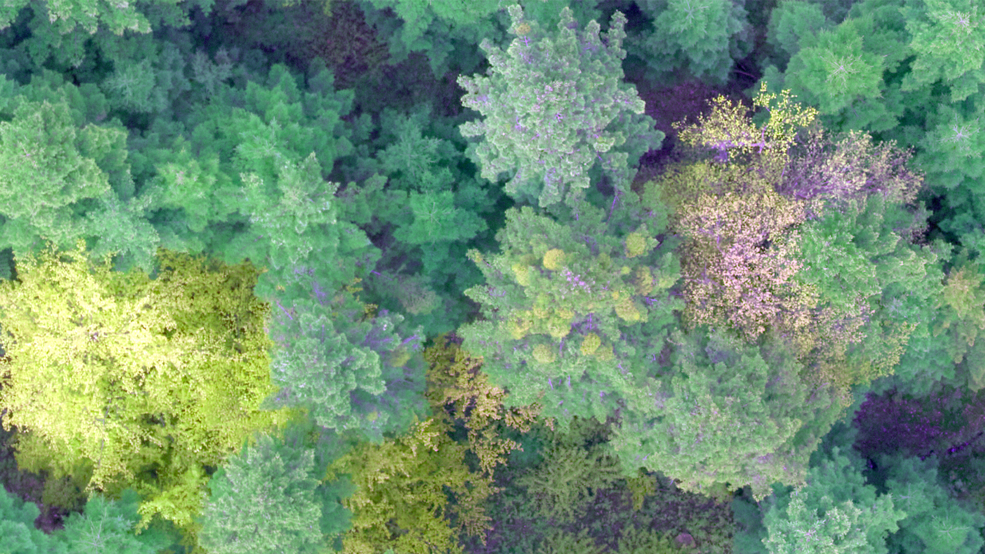 Detect Forest Tree Diseases with High-Res Aerial Photography
